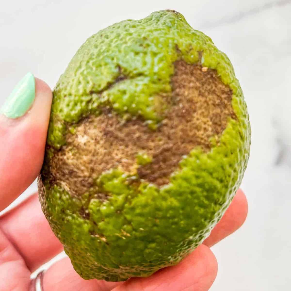 How to Tell if a Lime Has Gone Bad (with photos!) - This Healthy Table