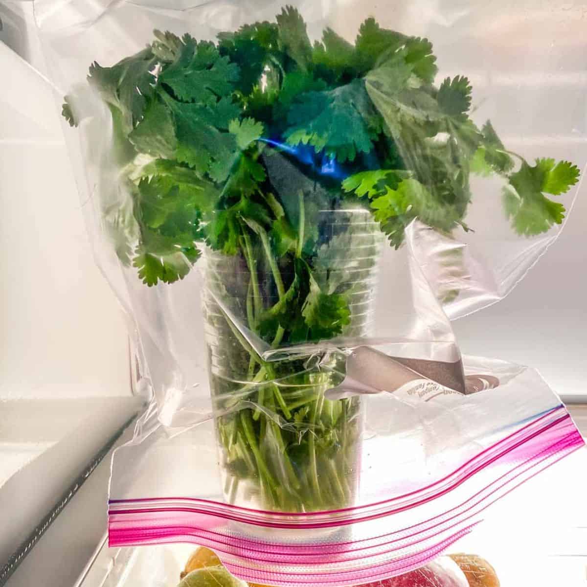 How to Keep Cilantro Fresh - This Healthy Table